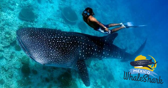 Whale Sharks Holbox Island