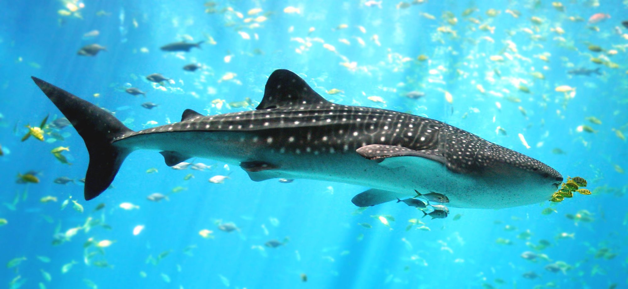 Whale Shark Facts Mexico Whale Shark